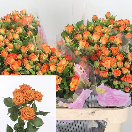 Rose Spray Babe 70cm | Wholesale Dutch Flowers & Florist Supplies UK
