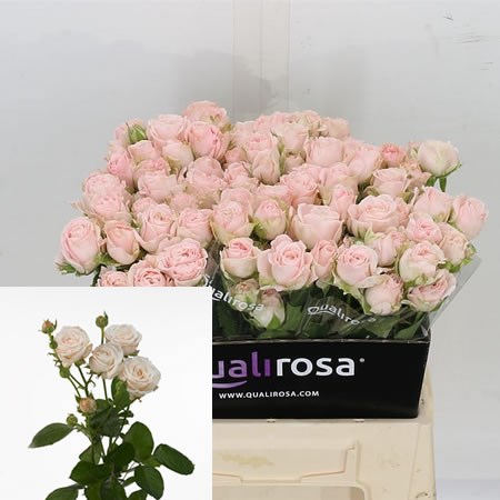 Rose Spray Bombastic 40cm | Wholesale Dutch Flowers & Florist Supplies UK