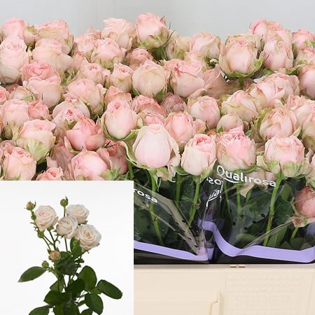 Rose Spray Bombastic 50cm | Wholesale Dutch Flowers & Florist Supplies UK