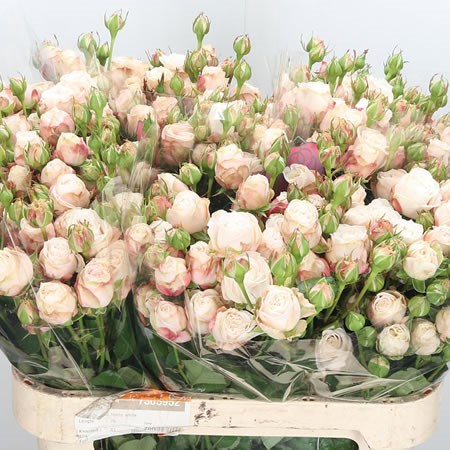 Rose Spray Bombastic 80cm | Wholesale Dutch Flowers & Florist Supplies UK