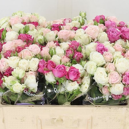 Rose Spray Bombastic Mix 50cm | Wholesale Dutch Flowers & Florist ...