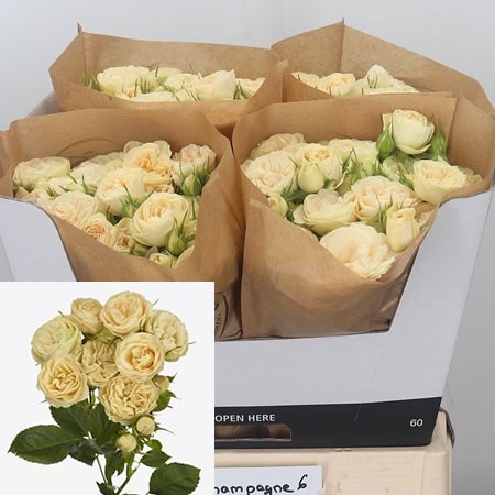 Rose Spray Champagne Rokoko 40cm | Wholesale Dutch Flowers & Florist ...
