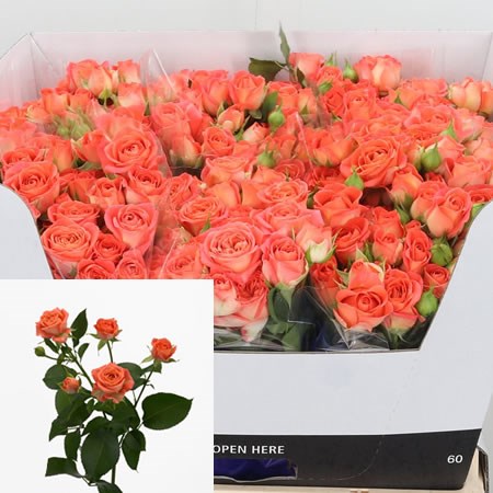 Rose Spray Charming Babe 60cm | Wholesale Dutch Flowers & Florist ...