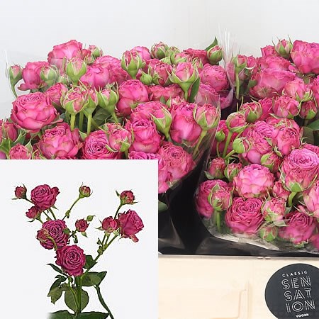 Rose Spray Clas Sensation 50cm | Wholesale Dutch Flowers & Florist ...