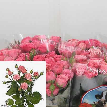 Coral Spray Roses