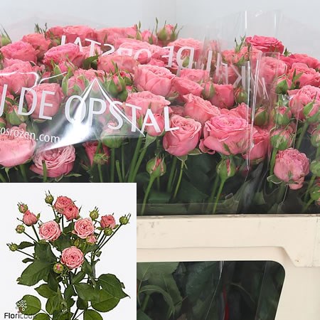 Rose Spray Coral Yo-yo 70cm | Wholesale Dutch Flowers & Florist Supplies UK