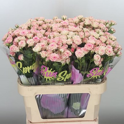 Rose Spray Creamy Twister 80cm | Wholesale Dutch Flowers & Florist ...