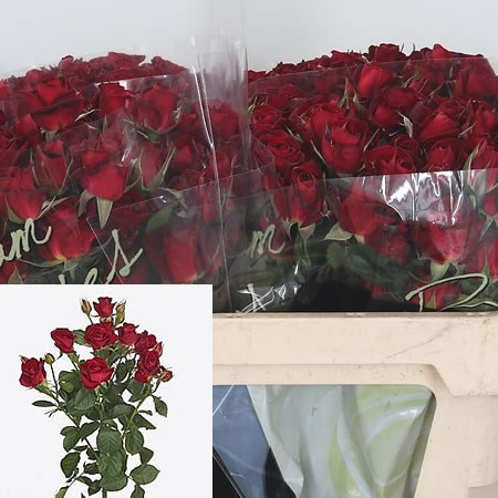Rose Spray Dominica 70cm | Wholesale Dutch Flowers & Florist Supplies UK
