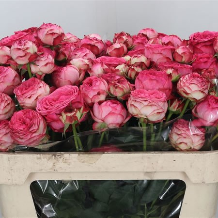 Rose Spray Dutch Magic 70cm | Wholesale Dutch Flowers & Florist Supplies UK