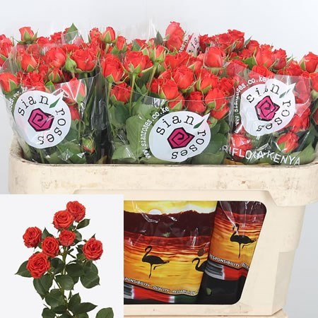 Rose Spray Earth & Fire 60cm | Wholesale Dutch Flowers & Florist ...
