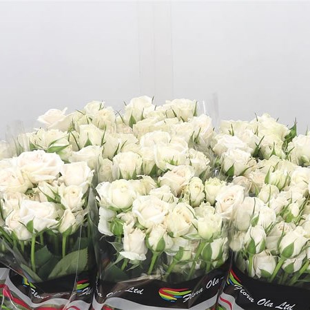 Rose Spray Exclusive Sensation 50cm | Wholesale Dutch Flowers & Florist ...