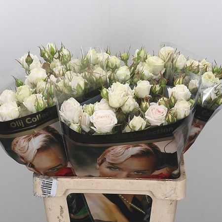 Rose Spray Exclusive Sensation 60cm | Wholesale Dutch Flowers & Florist ...