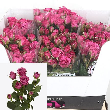 Rose Spray Fiction 60cm | Wholesale Dutch Flowers & Florist Supplies UK