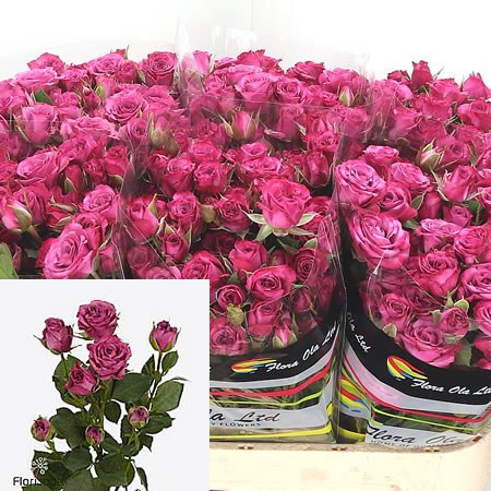 Rose Spray Fiction 80cm | Wholesale Dutch Flowers & Florist Supplies UK