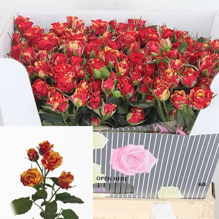Rose Spray Fire Flash 60cm | Wholesale Dutch Flowers & Florist Supplies UK