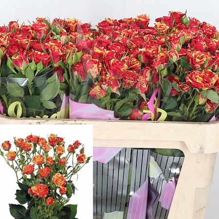 Rose Spray Fire Flash 70cm | Wholesale Dutch Flowers & Florist Supplies UK