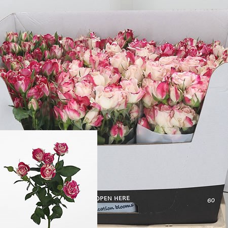 Rose Spray Flash Dance 60cm | Wholesale Dutch Flowers & Florist Supplies UK