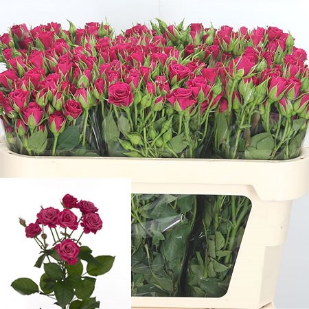 Rose Spray Glorious 70cm | Wholesale Dutch Flowers & Florist Supplies UK