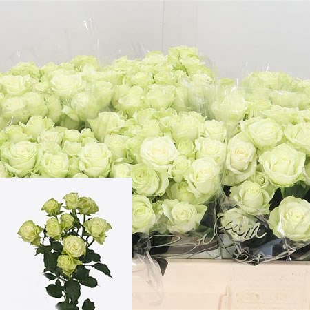 Rose Spray Green Glow 70cm | Wholesale Dutch Flowers & Florist Supplies UK