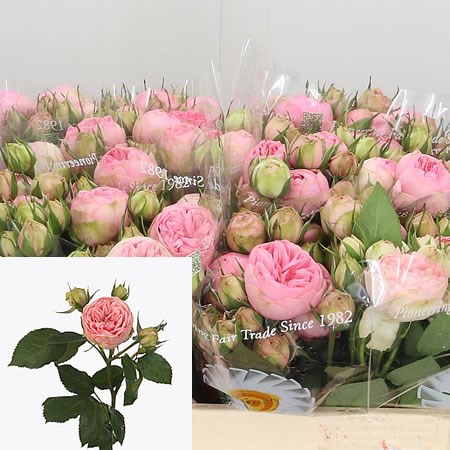 Rose Spray Happy Piano 50cm | Wholesale Dutch Flowers & Florist Supplies UK