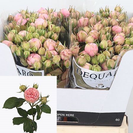 Rose Spray Happy Piano 55cm | Wholesale Dutch Flowers & Florist Supplies UK