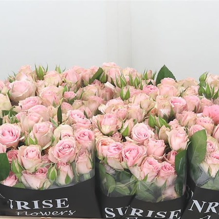 Rose Spray Irischka 50cm | Wholesale Dutch Flowers & Florist Supplies UK