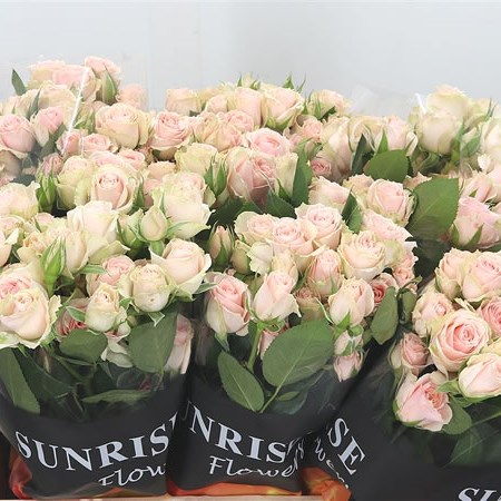 Rose Spray Irischka 60cm | Wholesale Dutch Flowers & Florist Supplies UK