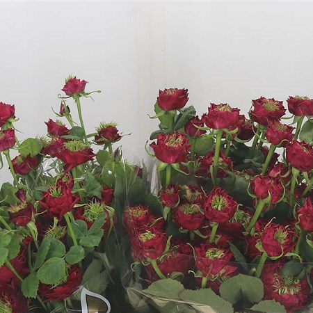 Rose Spray Ivanhoe 50cm | Wholesale Dutch Flowers & Florist Supplies UK