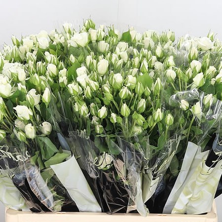 Rose Spray Jeanine 60cm | Wholesale Dutch Flowers & Florist Supplies UK