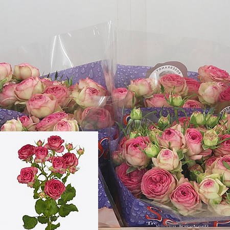 Rose Spray Jolly Trendsetter 50cm | Wholesale Dutch Flowers & Florist ...