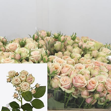 Rose Spray Joyful Yo-yo 50cm | Wholesale Dutch Flowers & Florist ...