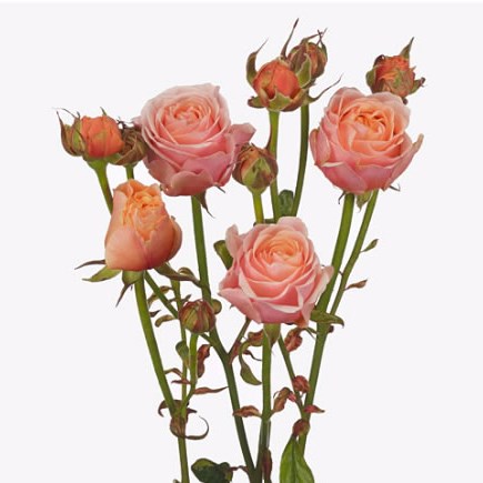 Rose Spray Keijsers Coral 60cm | Wholesale Dutch Flowers & Florist ...