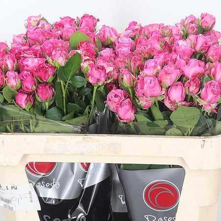 Rose Spray Lady Bombastic 70cm | Wholesale Dutch Flowers & Florist ...