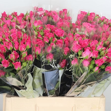 Rose Spray Lianne 50cm | Wholesale Dutch Flowers & Florist Supplies UK