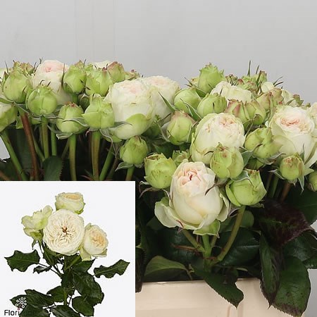 Rose Spray Lorena Summerhouse 40cm | Wholesale Dutch Flowers & Florist ...