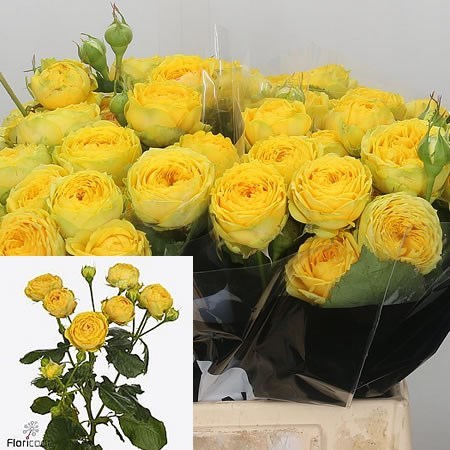 Rose Spray Luna Trendsetter 60cm | Wholesale Dutch Flowers & Florist ...