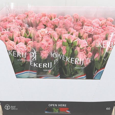 Rose Spray Lydia 60cm | Wholesale Dutch Flowers & Florist Supplies UK