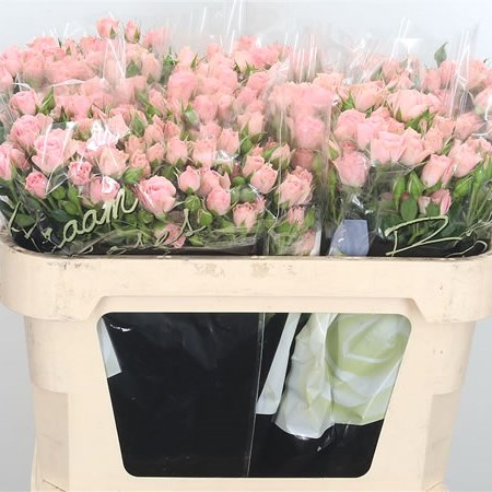 Rose Spray Lydia (import) 70cm | Wholesale Dutch Flowers & Florist ...