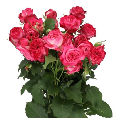 Rose Spray Magic Trendsetter 50cm | Wholesale Dutch Flowers & Florist ...