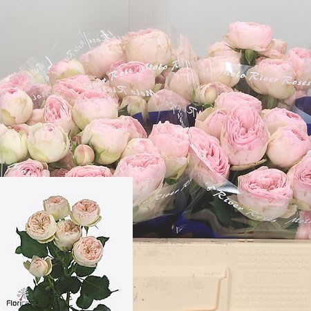 Rose Spray Mansfield Park 70cm | Wholesale Dutch Flowers & Florist ...