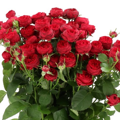 Rose Spray Maroon 50cm | Wholesale Dutch Flowers & Florist Supplies UK