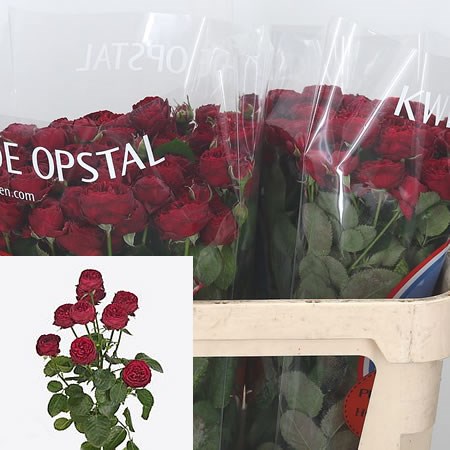 Rose Spray Maroon 60cm | Wholesale Dutch Flowers & Florist Supplies UK