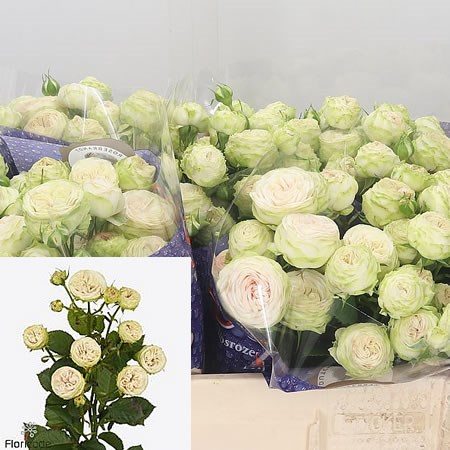 Rose Spray Misty Trendsetter 50cm | Wholesale Dutch Flowers & Florist ...