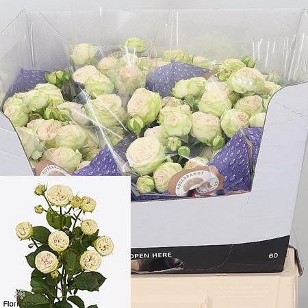 Rose Spray Misty Trendsetter 60cm | Wholesale Dutch Flowers & Florist ...