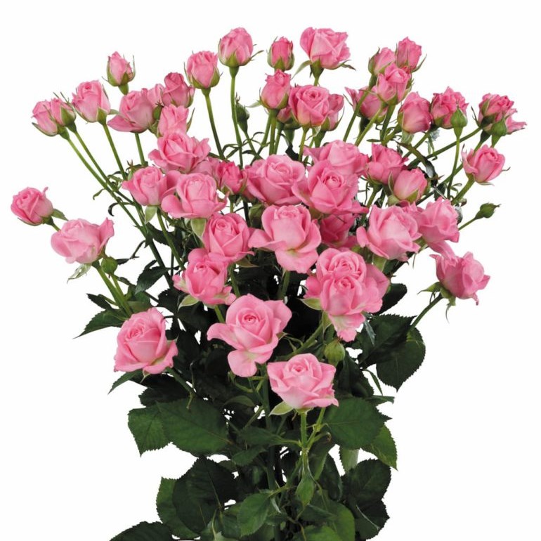 Rose Spray Nathalie 70cm | Wholesale Dutch Flowers & Florist Supplies UK