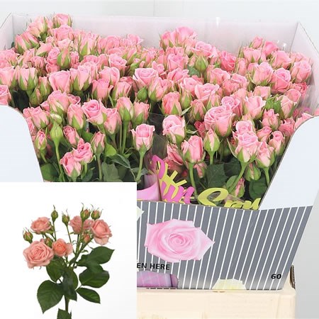 Rose Spray Odilia 60cm | Wholesale Dutch Flowers & Florist Supplies UK