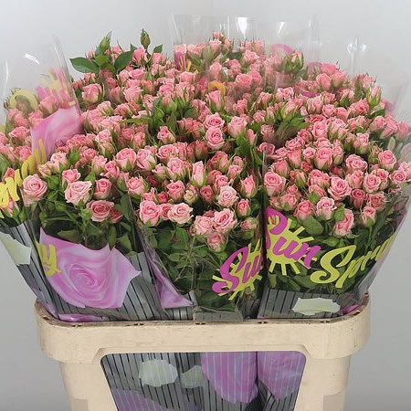 Rose Spray Odilia 80cm | Wholesale Dutch Flowers & Florist Supplies UK