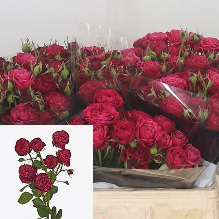 Rose Spray Party Trendsetter 50cm | Wholesale Dutch Flowers & Florist ...