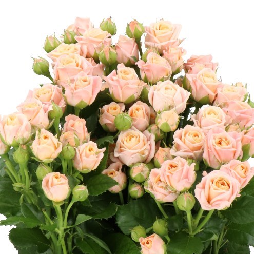 Rose Spray Peach Yo-Yo 50cm | Wholesale Dutch Flowers & Florist Supplies UK