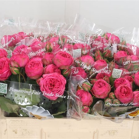 Rose Spray Piano Pink 50cm | Wholesale Dutch Flowers & Florist Supplies UK